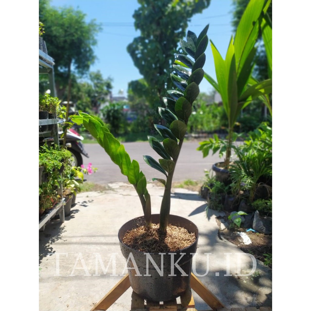 Jual Tanaman hias zamia dollar - jamia dolar - zz plant | Shopee Indonesia