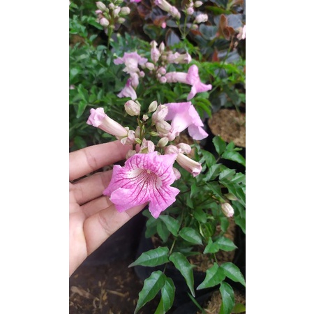 Jual tanaman bunga tecomaria pink / pakan klanceng udah bunga/mau mekar ...