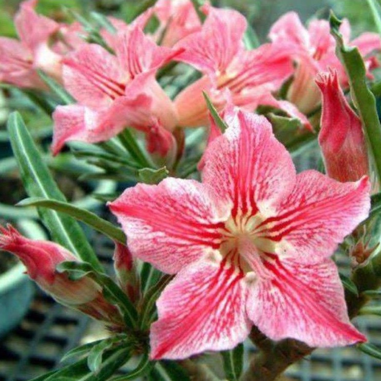 Jual Bibit Adenium Kamboja Jepang Bunga Tumpuk Pink Disert Tumpuk