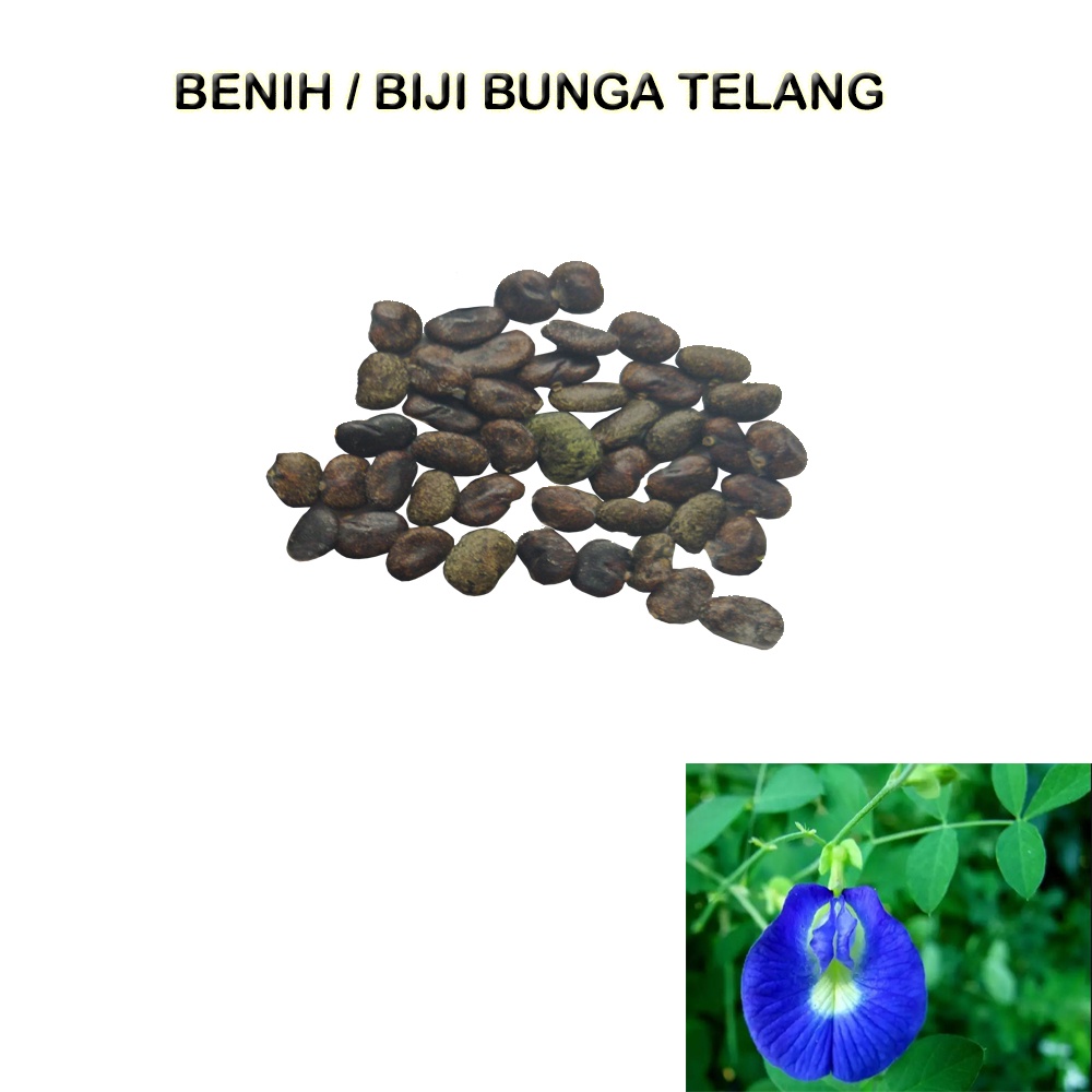 Jual 50 Biji Tanaman Bunga Telang | Shopee Indonesia