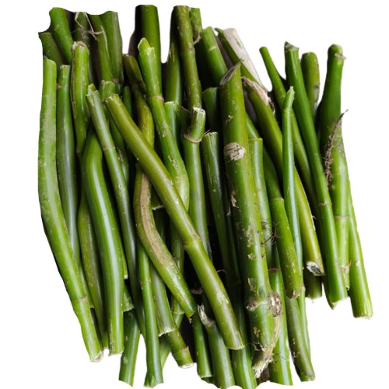 Jual BIBIT BATANG POHPOHAN / BIBIT POHON POLOHAN LALAPAN (TANAMAN ...