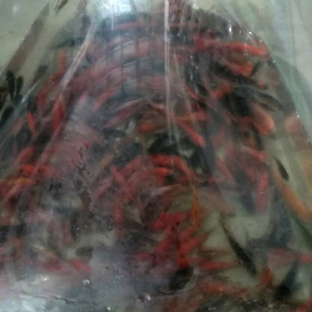 Jual ANAK IKAN MAS isi 30/kntong | Shopee Indonesia