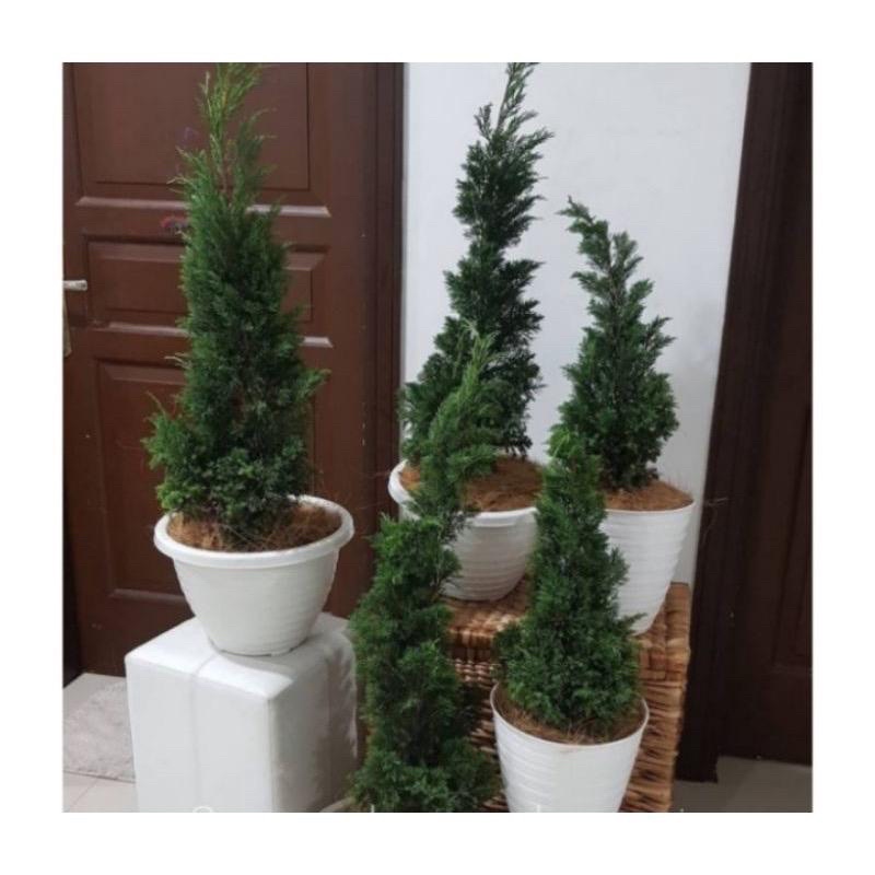 Jual Tanaman hias cemara lilin plus pot - tanaman hias cemara lilin ...