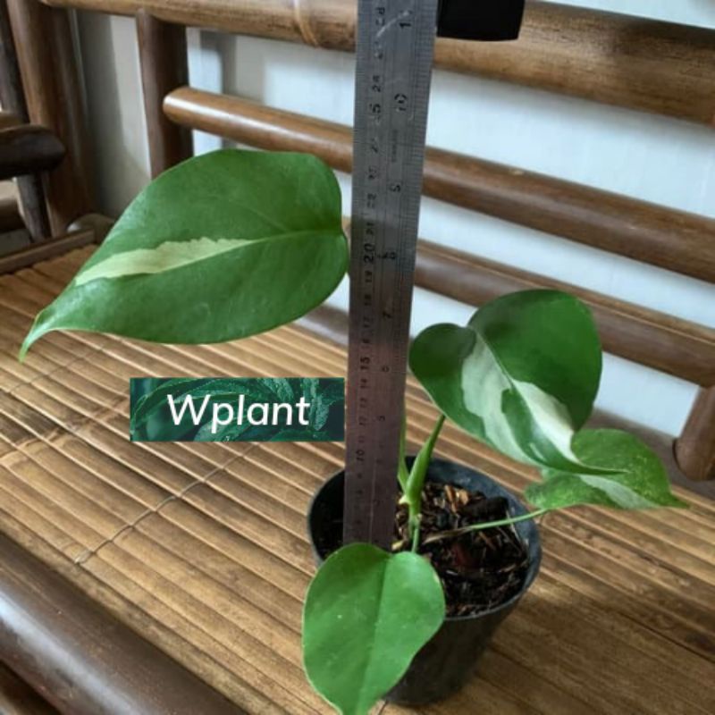 Jual Tanaman hias monstera deliciosa variegata/ monvar albo | Shopee ...