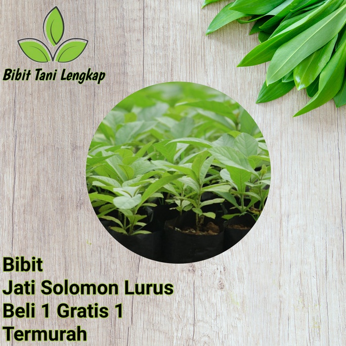 Jual Bibit Tanaman Pohon Jati Solomon Lurus | Shopee Indonesia