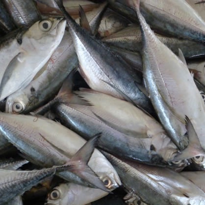 Jual Ikan Tengkek 1Kg Hasil Laut Segar | Shopee Indonesia