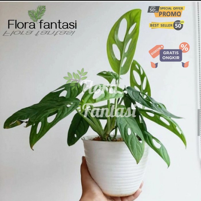 Jual Tanaman hias Monstera Adansoni - Monstera janda bolong (Tanaman ...