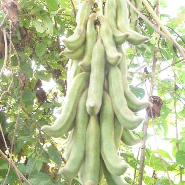 Jual Victory Seed Bibit Benih Benguk Putih (Isi 5 Gram) | Shopee Indonesia