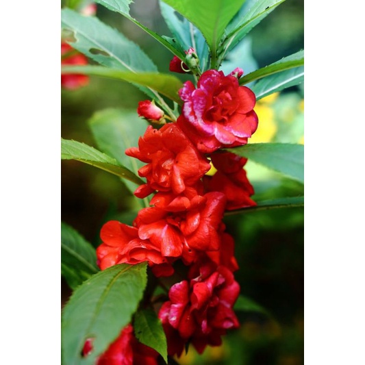 Jual BIJI BENIH BIBIT TANAMAN BUNGA PACAR AIR POHON BUNGA PACAR AIR ...