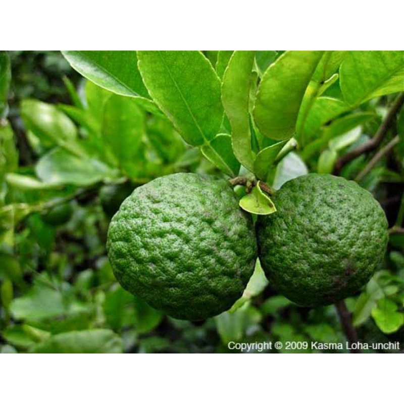 Jual BSM | TERMURAH Asam Sundai / Asam Sunde / Limau Sundai / Asam ...