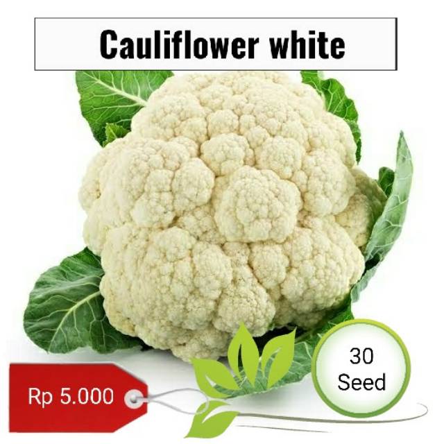 Jual Benih biji cauliflower kembang kol - 30 benih | Shopee Indonesia