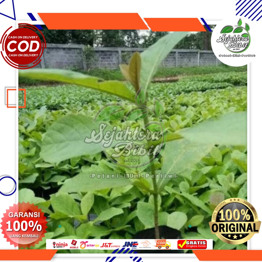 Jual Tanaman pohon jati mas | Shopee Indonesia
