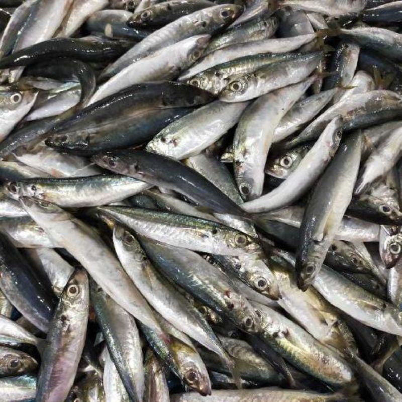 Jual Ikan Dencis Pulpen/ Ikan Layang Segar | Shopee Indonesia