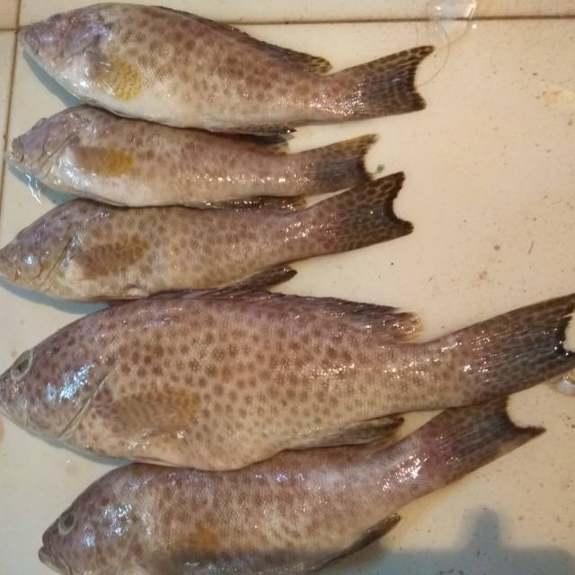 Jual Jual ikan kerapu tutul fress min 1kg | Shopee Indonesia