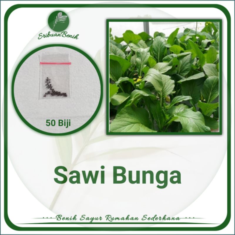 Jual 50 Benih Biji Sawi Bunga Benih Sayur Rumahan Sederhana | Shopee ...