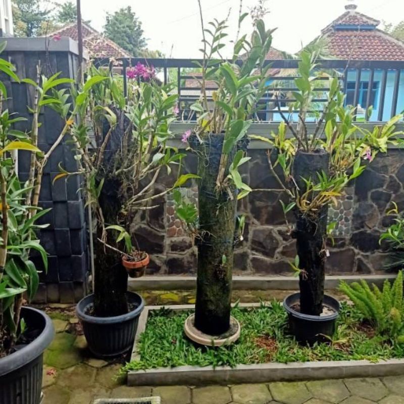 Jual media tanam pakis batang 1 meter | Shopee Indonesia