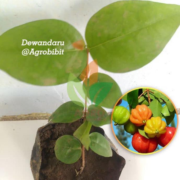 Jual Re5T0Ck Bibit Buah Dewandaru (Cermai Belanda) | Shopee Indonesia