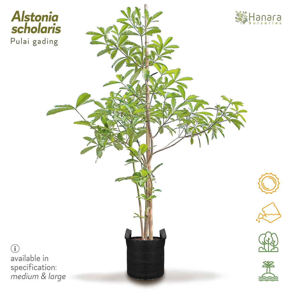 Jual Alstonia scholaris - Pulai gading - pohon instan/instant tree ...