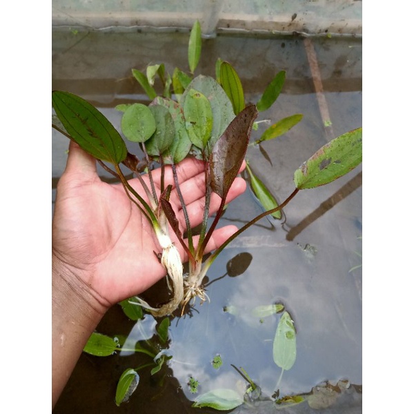 Jual Echinodorus Ozelot Shopee Indonesia
