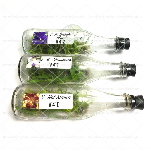 Jual Anggrek Vanda Dalam Botol | Anggrek Botolan | Anggrek Vanda ...