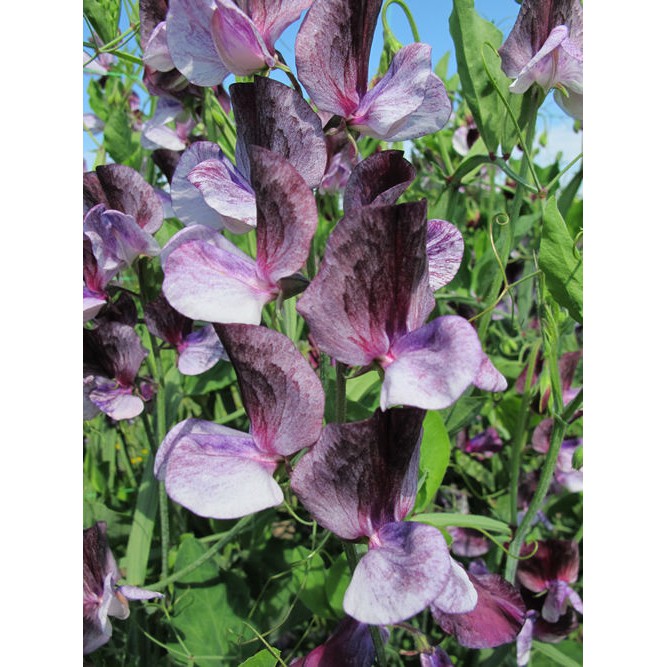 Jual Sweet Pea Senator 5 Biji (Benih Biji Bibit Tanaman Bunga) | Shopee ...