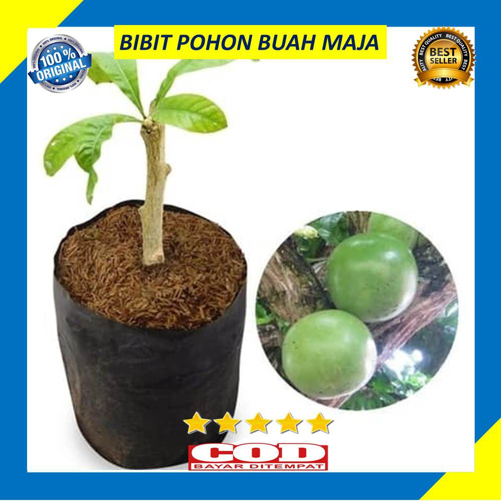 Jual Bibit Buah Pohon Maja Mojo Mojopahit | Shopee Indonesia