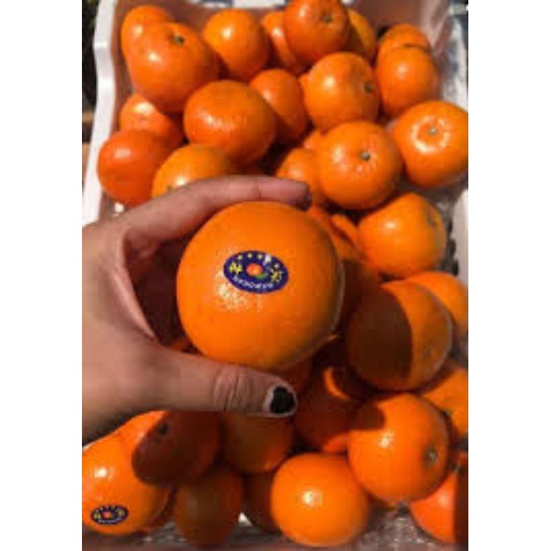 Jual JERUK MANDARIN SWEET WOKAM / WOGAN 500 GRAM - 1 KG | Shopee Indonesia
