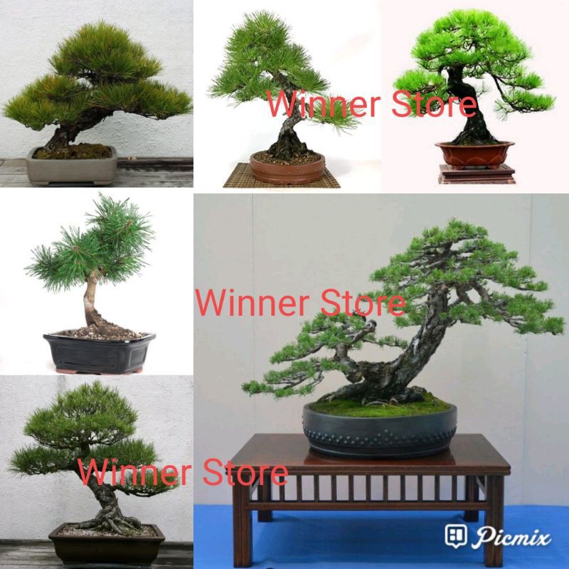 Jual Bibit Benih Pinus Scot (1 Butir) | Shopee Indonesia