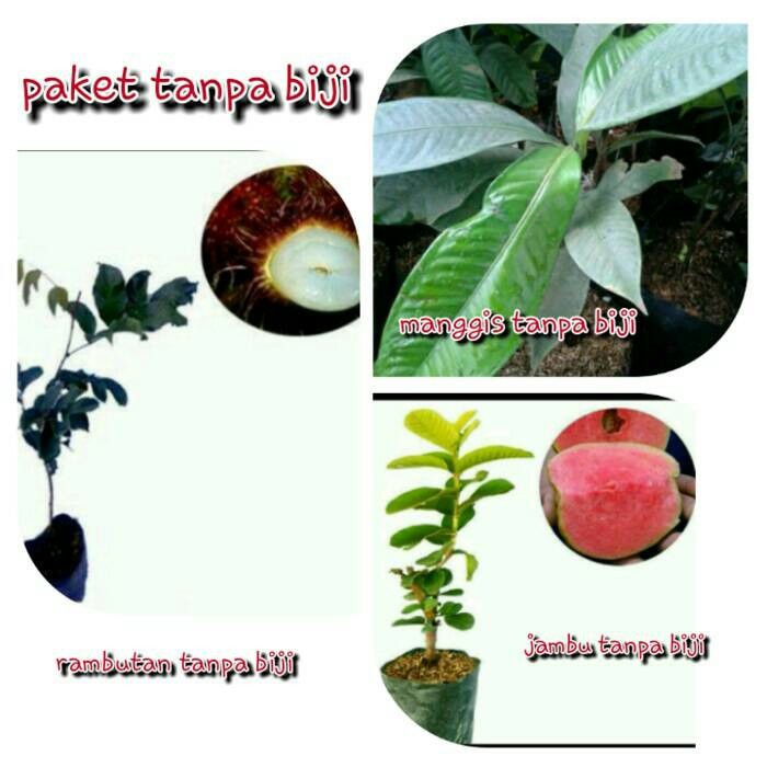 Jual Paket 3 Bibit Tanpa Biji ( Rambutan, Manggis, Jambu Kristal Merah ...