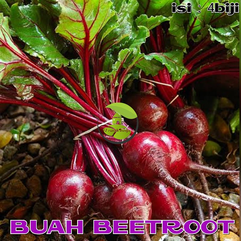 Jual 15 Butir - Benih Biji Buah Beetroot Buah Beet Merah | Shopee Indonesia