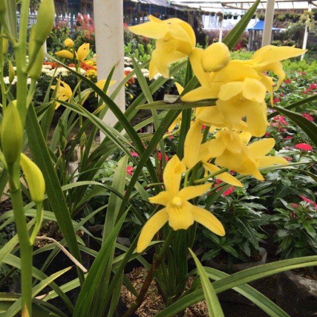Jual anggrek tanah kuning cymbidium golden boy | Shopee Indonesia