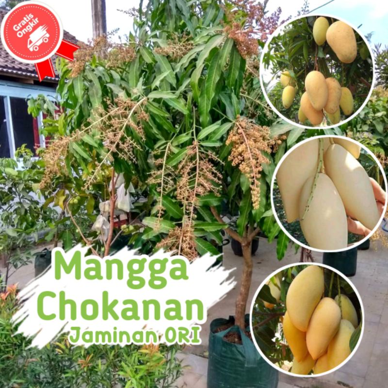 Jual Bibit Tanaman Mangga Chokanan Import Cepat Sekali BerBuah | Shopee ...