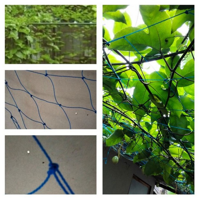 Jual jaring media tanaman rambat | Shopee Indonesia