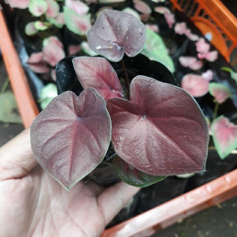 Jual Bunga Caladium Hybrite semai dari biji | Shopee Indonesia