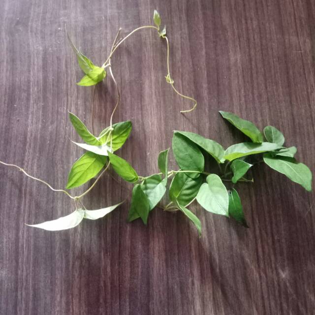 Jual Daun sembukan/daun kentut segar | Shopee Indonesia