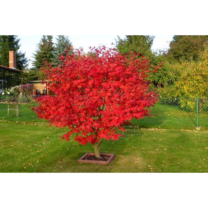 Jual Bibit Maple Jepang Inazuma Tree Red Maple Pohon Maple Unik ...