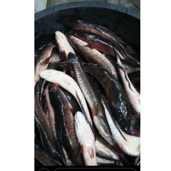Jual IKAN GABUS MATI SEGAR | Shopee Indonesia