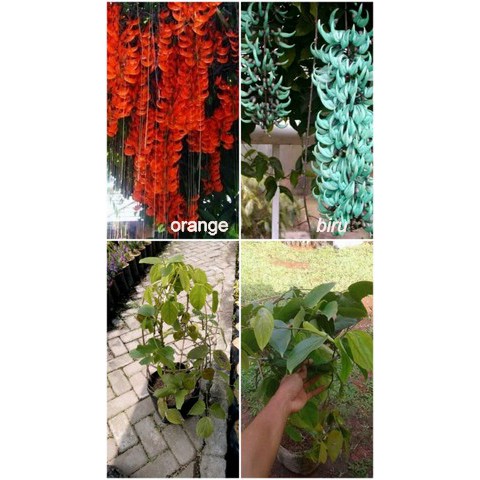 Jual Tanaman Rambat Irian Flame (Mucuna bennettii F. Muel ) Atau Irian ...