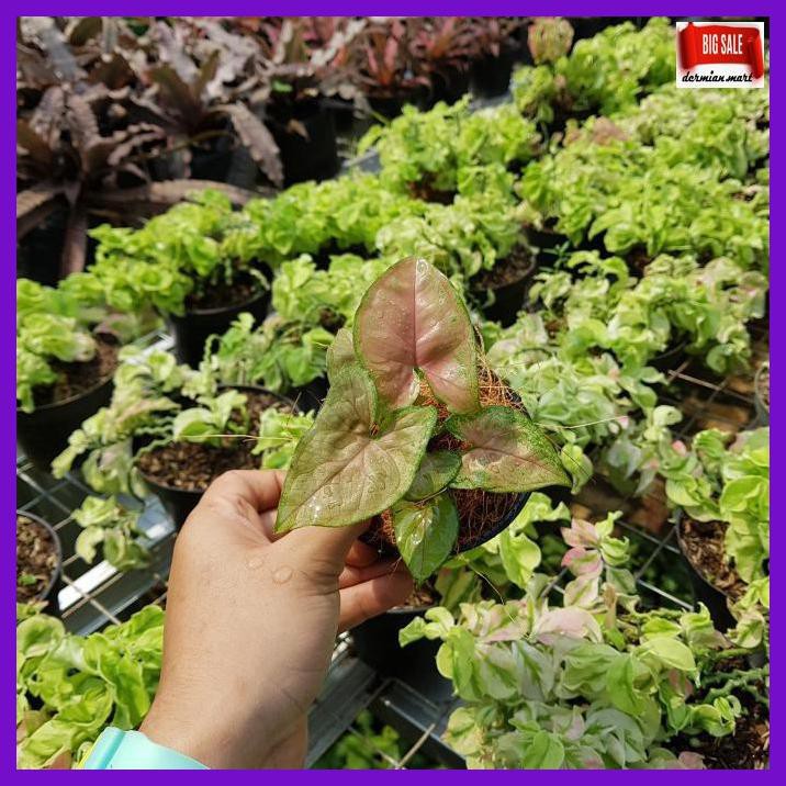 Jual HINEBIBIT- SYNGONIUM 'MARIA ALLUSION' / NEPHTHYTIS - TANAMAN HIAS ...