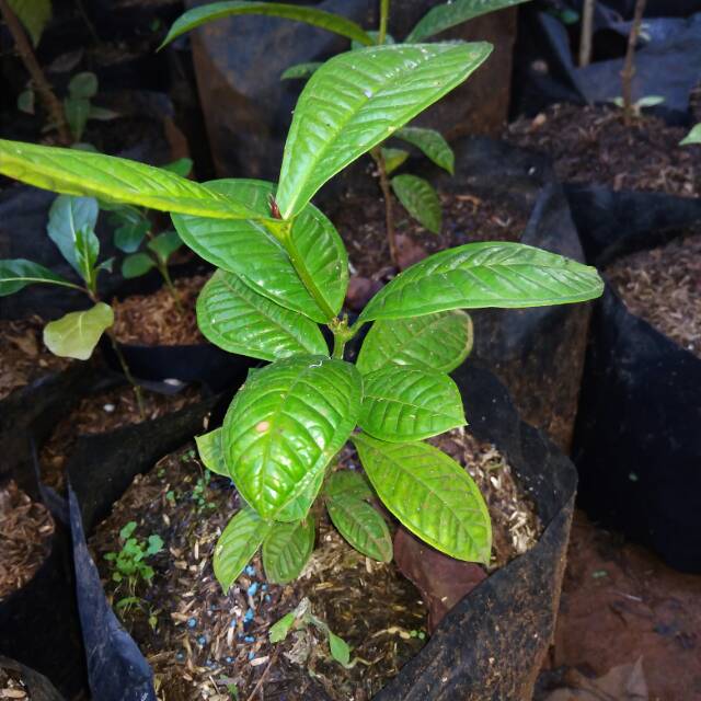 Jual Benih pohon gohok (gowok) | Shopee Indonesia