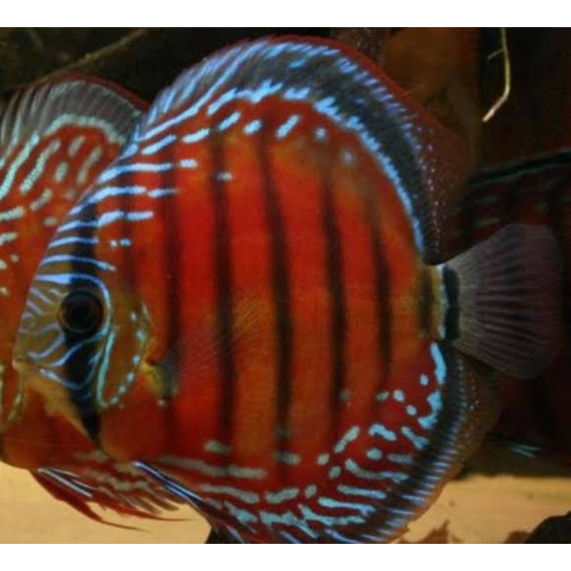 Jual Hiasan Aquarium Ikan Discus Alenquer size 2inc | Shopee Indonesia