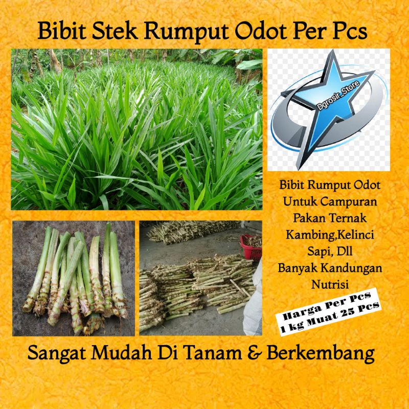 Jual Bibit Stek Rumput Odot Per Pcs | Shopee Indonesia