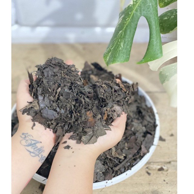 Jual ORIGINAL ANDAM by GudangKembang (1kg) | Shopee Indonesia