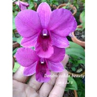 Jual anggrek dendrobium sakda beuty dg.13 | Shopee Indonesia