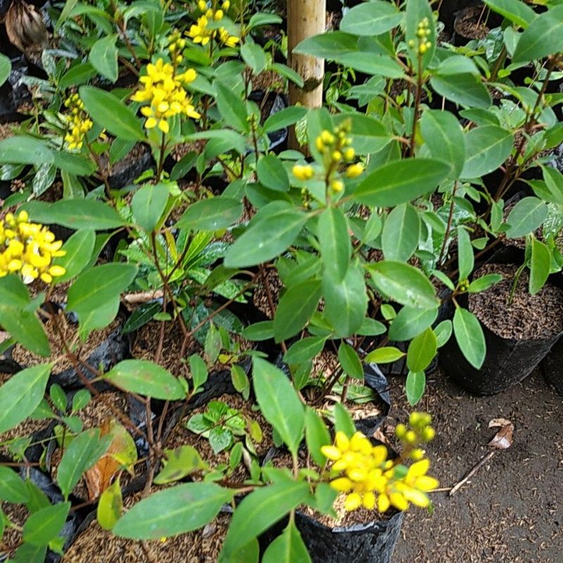 Jual bunga hujan emas | Shopee Indonesia