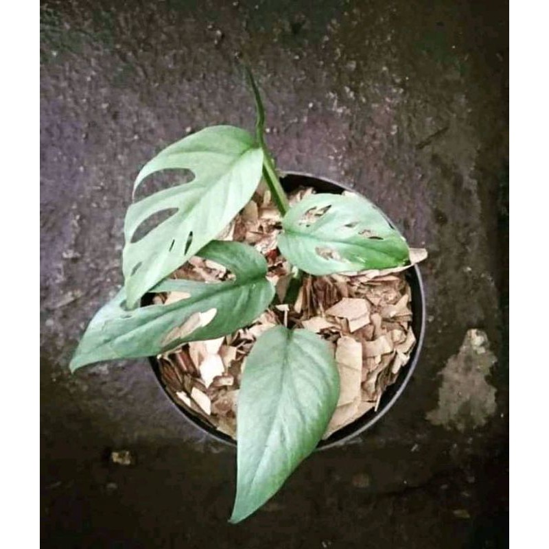 Jual paketan tanaman Epiprumnum cebublue dan epip kujang kuning ...