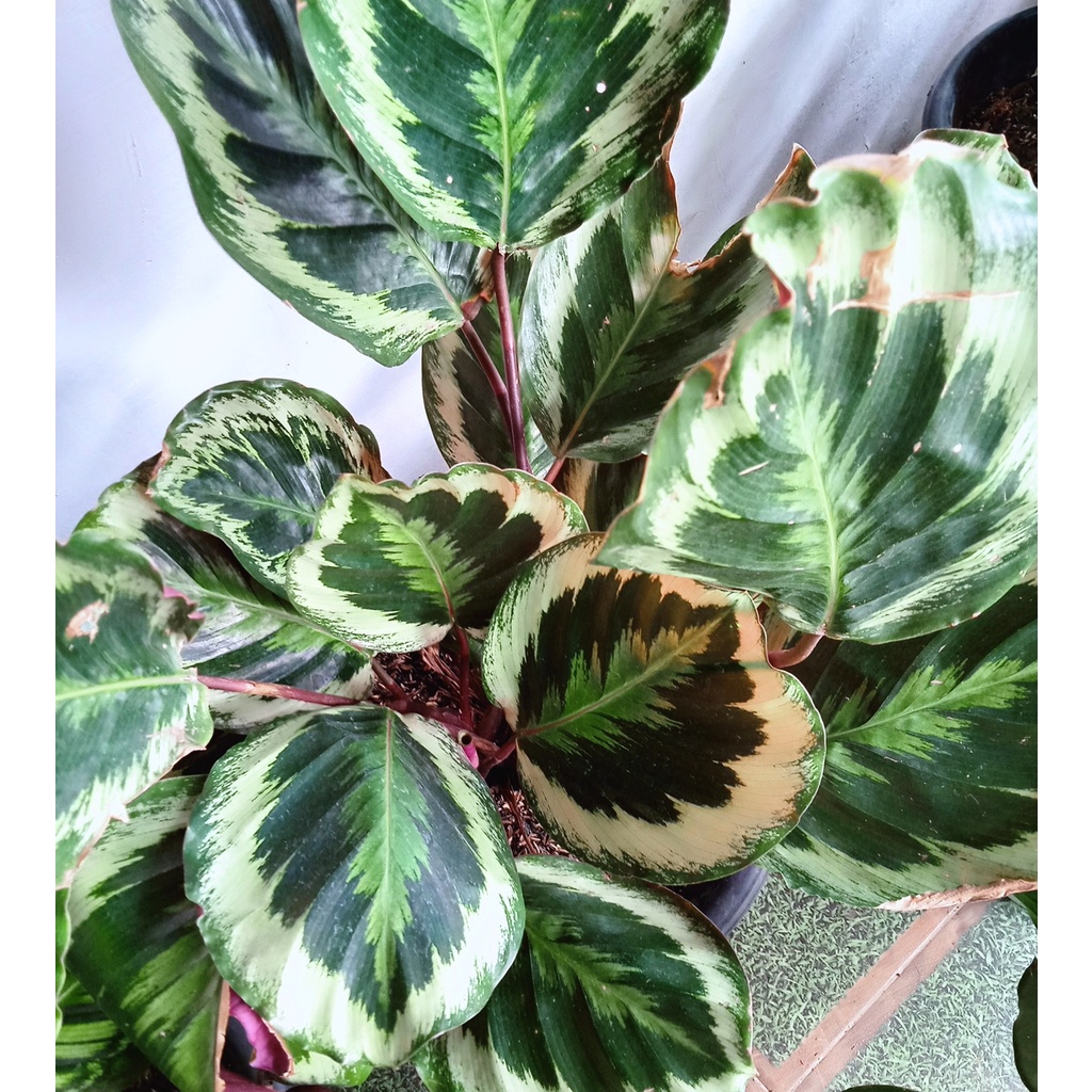 Jual calathea marion atau calathea shining star | Shopee Indonesia