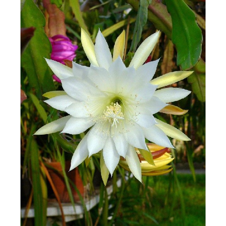 Jual [Viral Booming] Bibit Wijaya Kusuma Putih Oren Jumbo Bunga Besar ...