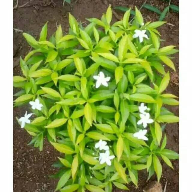 Jual PROMO Tanaman hias perdu rembosa mini golden rombusa | Shopee ...