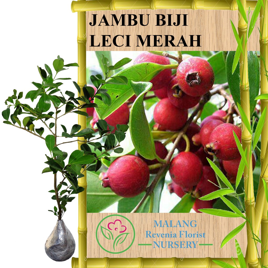 Jual Tanaman Jambu Biji Leci Merah (Tinggi 40-60 Cm) | Shopee Indonesia
